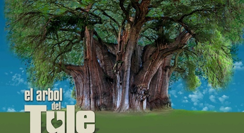 TRIBUNA del Sur/ Acayucan: Urgen a Gabino Cué rescate el Árbol del Tule